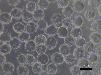DNP and Hyperion Drug Discovery Develop Soluble Microcarriers used in ...