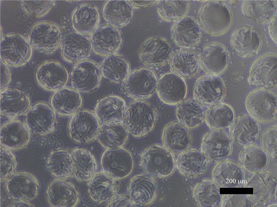 DNP and Hyperion Drug Discovery Develop Soluble Microcarriers used in ...
